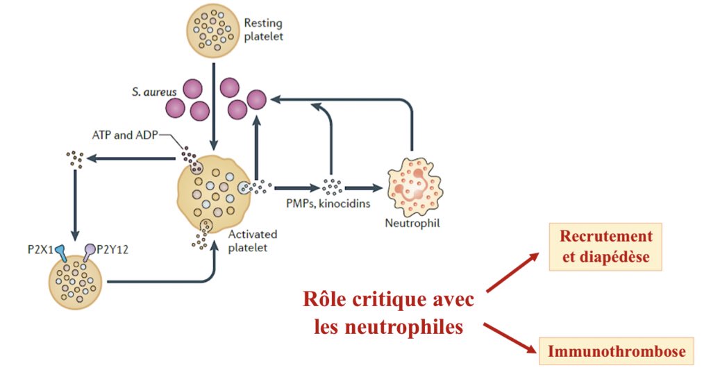 Le #ComitéRéa vous en dit un peu plus ! Platelets and sepsis ! Si les ...