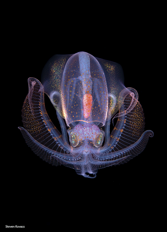 A Diamond Squid flashing some insane colours, photographed in Florida ...