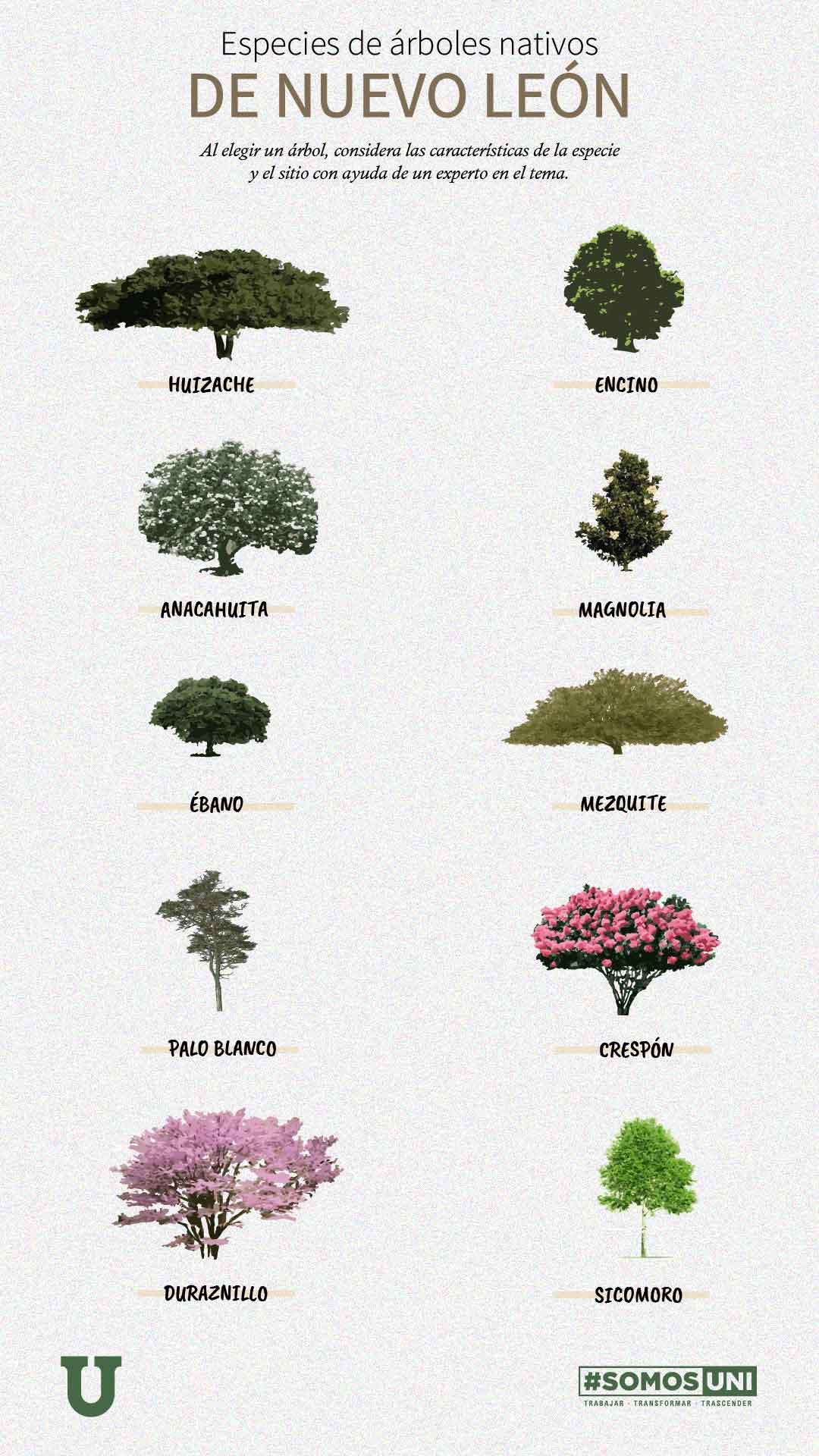 Nombres De Arbustos Y Arboles