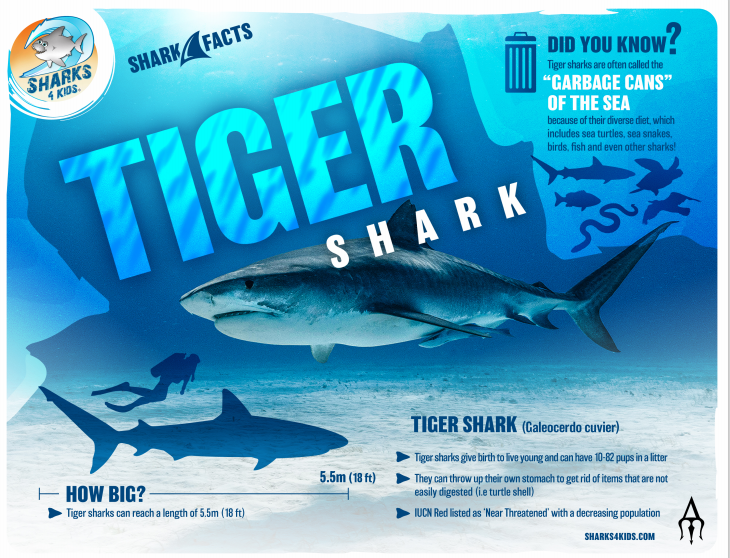 Tiger Shark Food Web