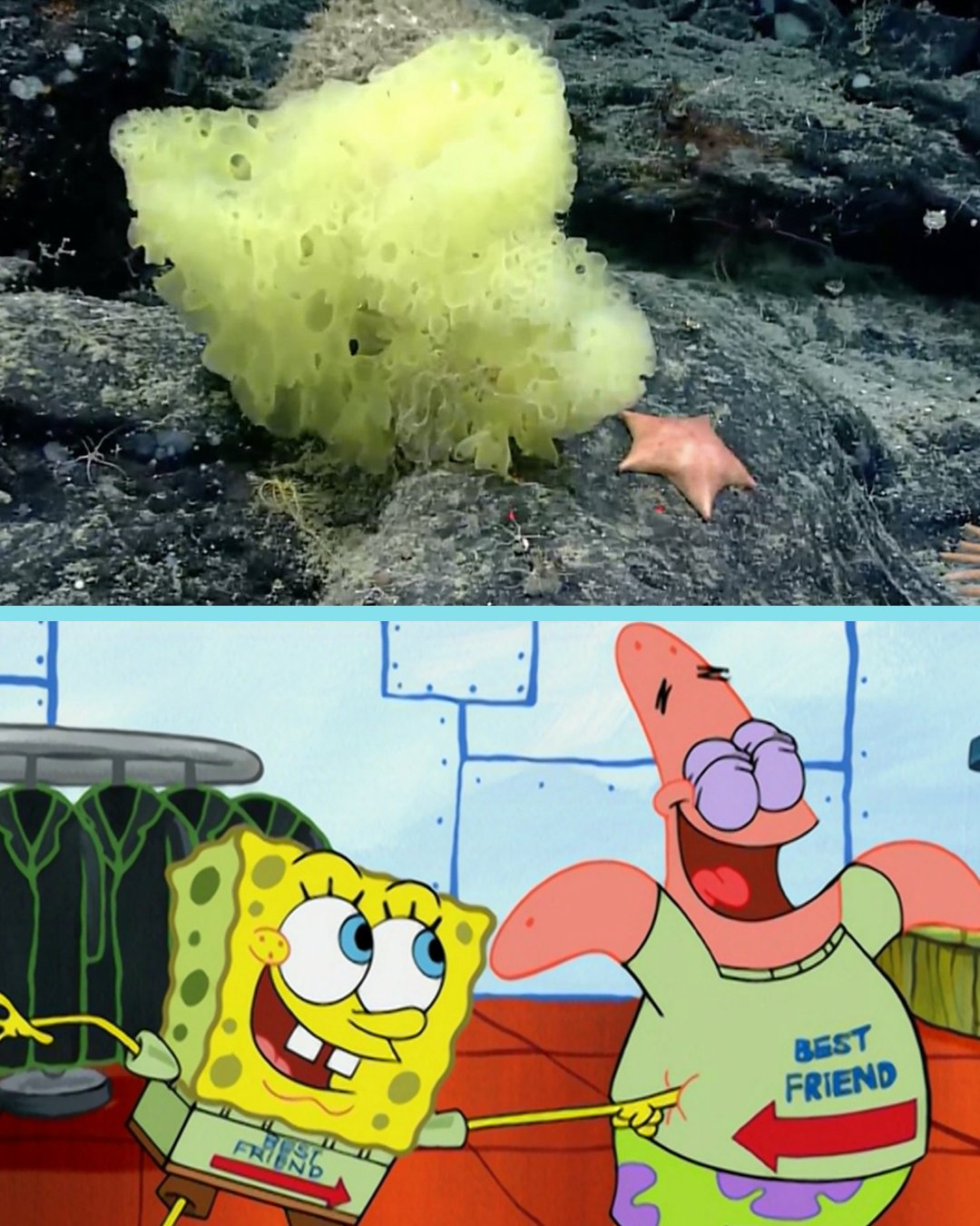 Best Friends Forever Spongebob Gif