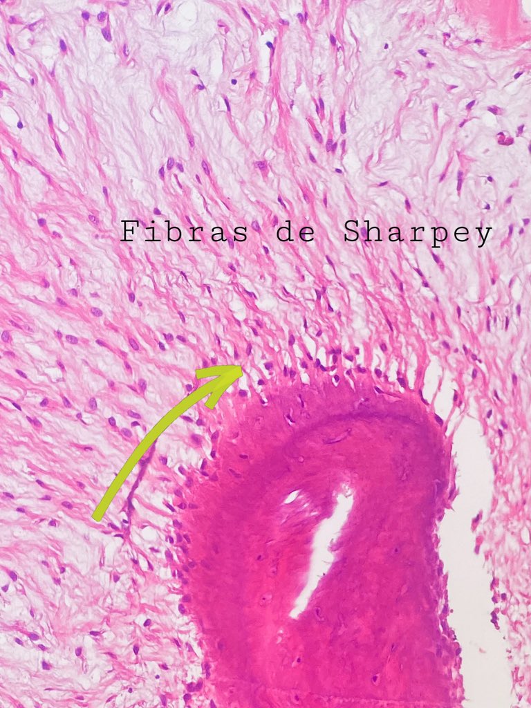Sharpeys Fibers