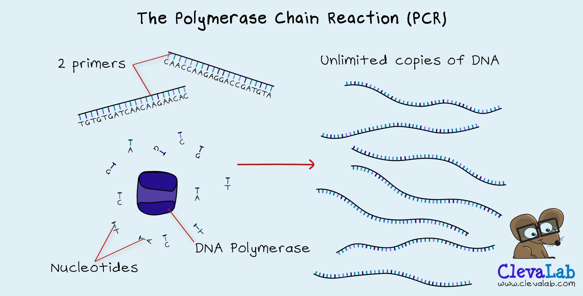 Polymerase Chain Reaction Cartoon