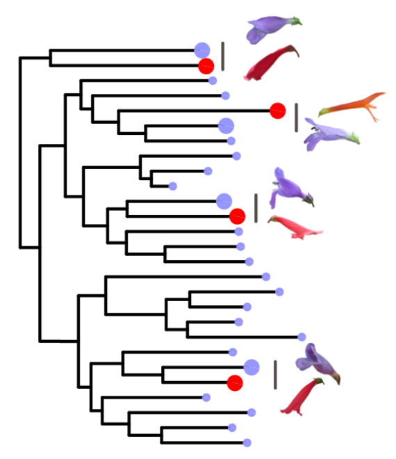 [USA--SC] Grad students and postdocs in penstemon parallel trait ...