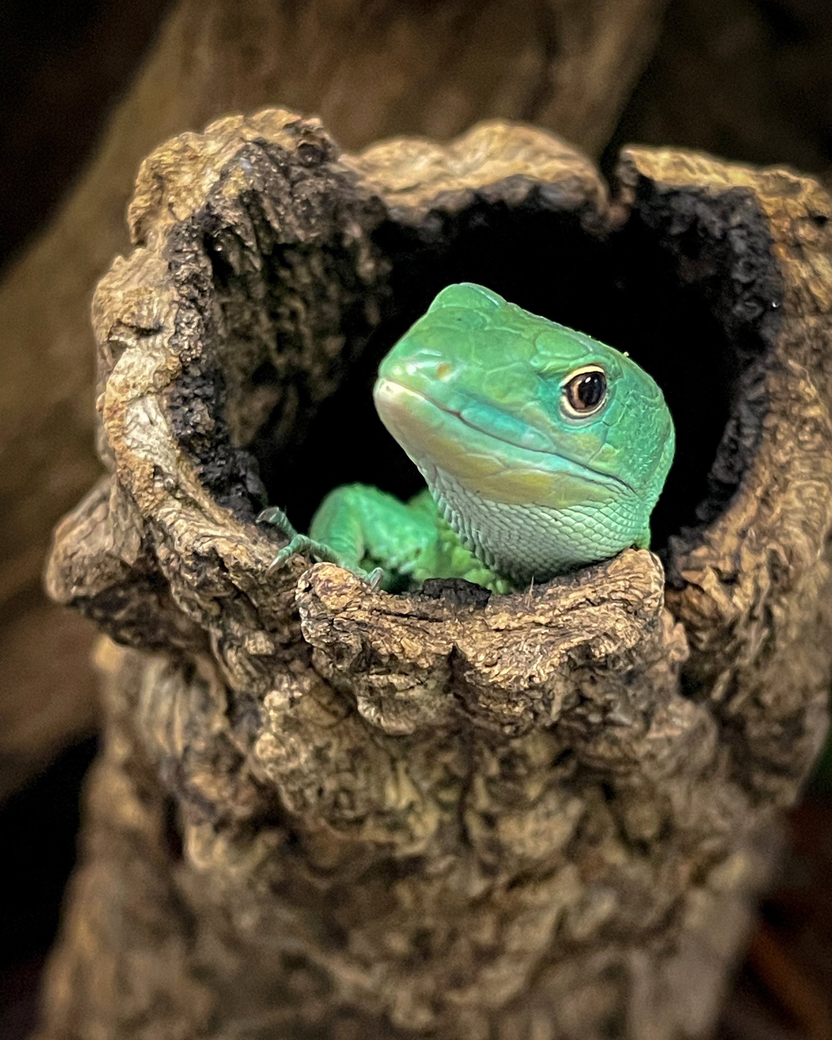 Ever Evolving Exotic on Twitter: "Moving my prasina into his new home this morning. # ...