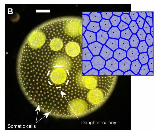 Volvox Carteri