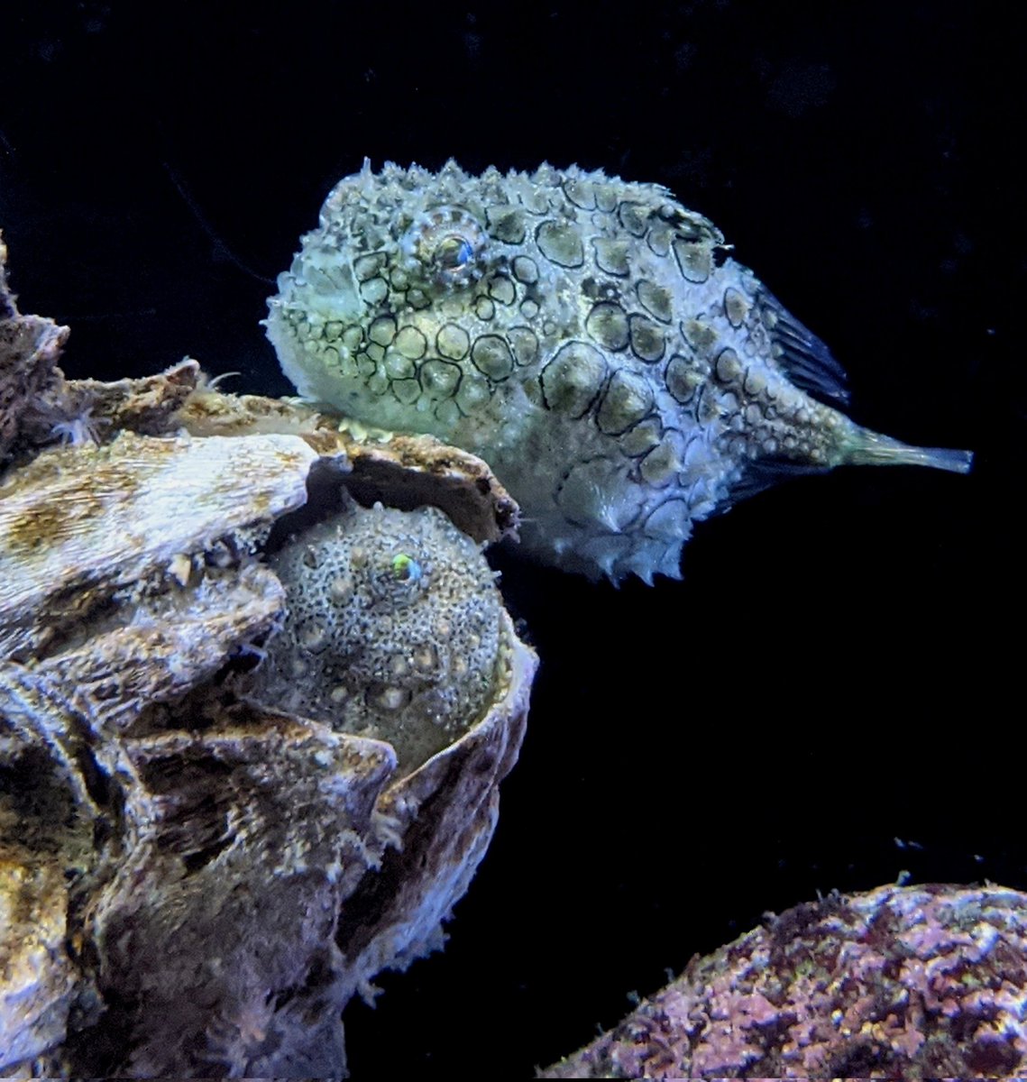 Phoenix fish : DiscoverEarth