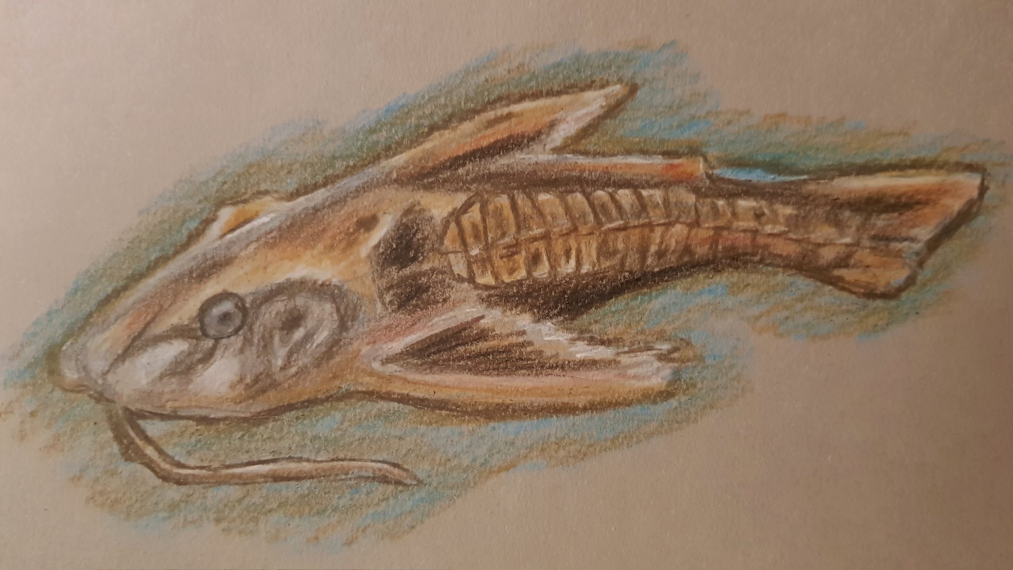 Catfish Pencil Drawing