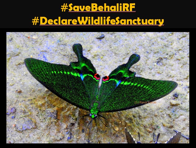 Violina Borah (@ViolinaBorah6) | Twitter