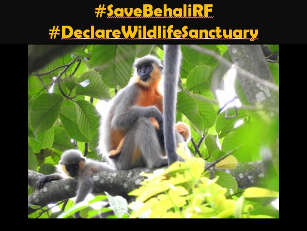 Violina Borah (@ViolinaBorah6) | Twitter