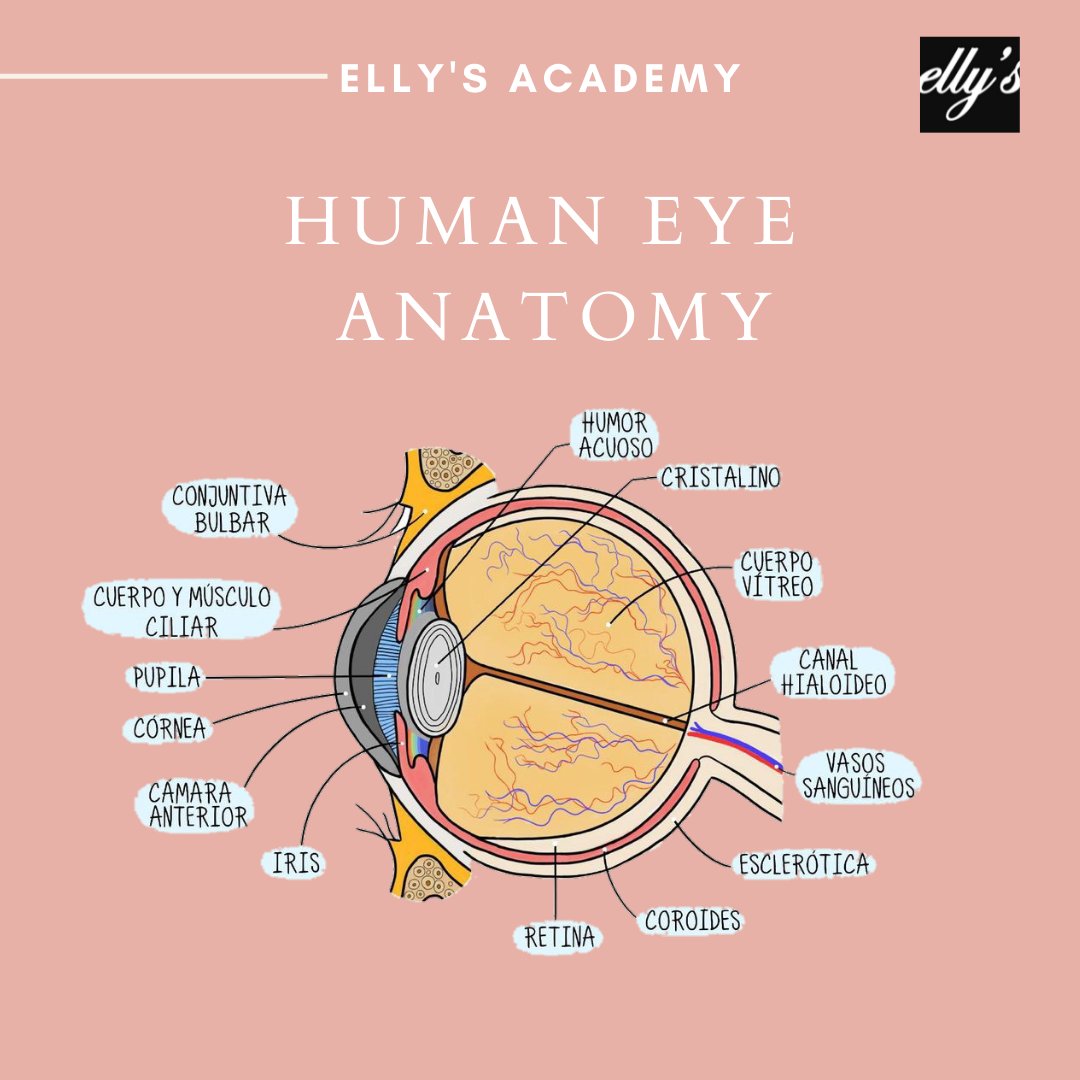 Ellys Academy on Twitter: "Human Eye Anatomy Follow this page to learn ...