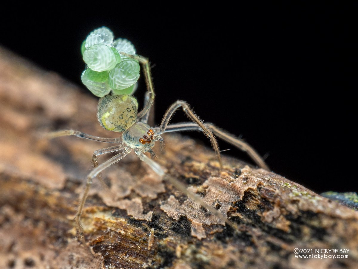First record of Tekellina, a genus of tiny theridiids. It was holding 6 ...