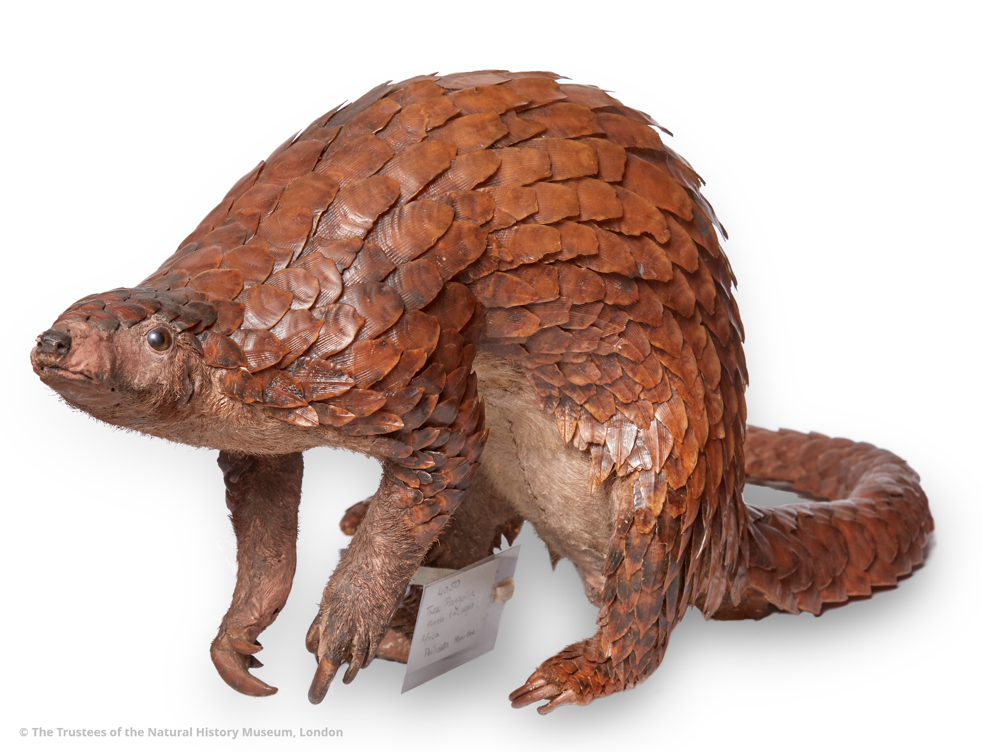 Pangolin Claws
