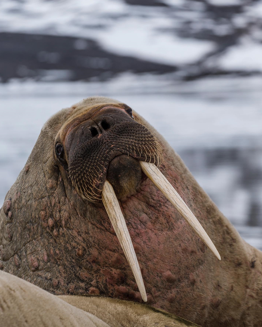 Happy Walrus Face