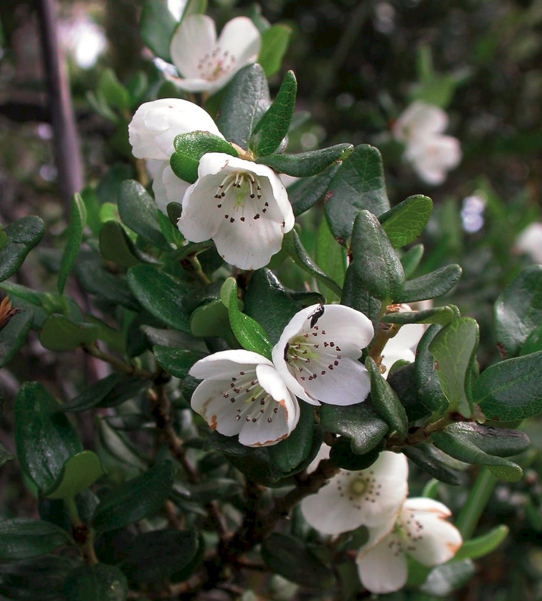 August is Eucryphia time. These wonderful plants belong to the family ...