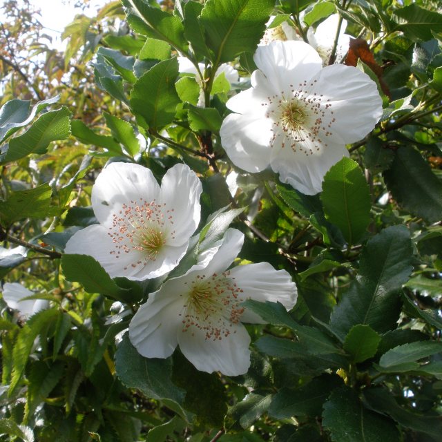 August is Eucryphia time. These wonderful plants belong to the family ...