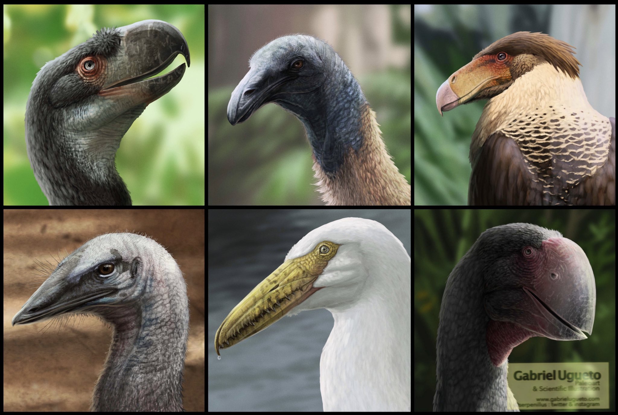 Prehistoric Birds Of Prey
