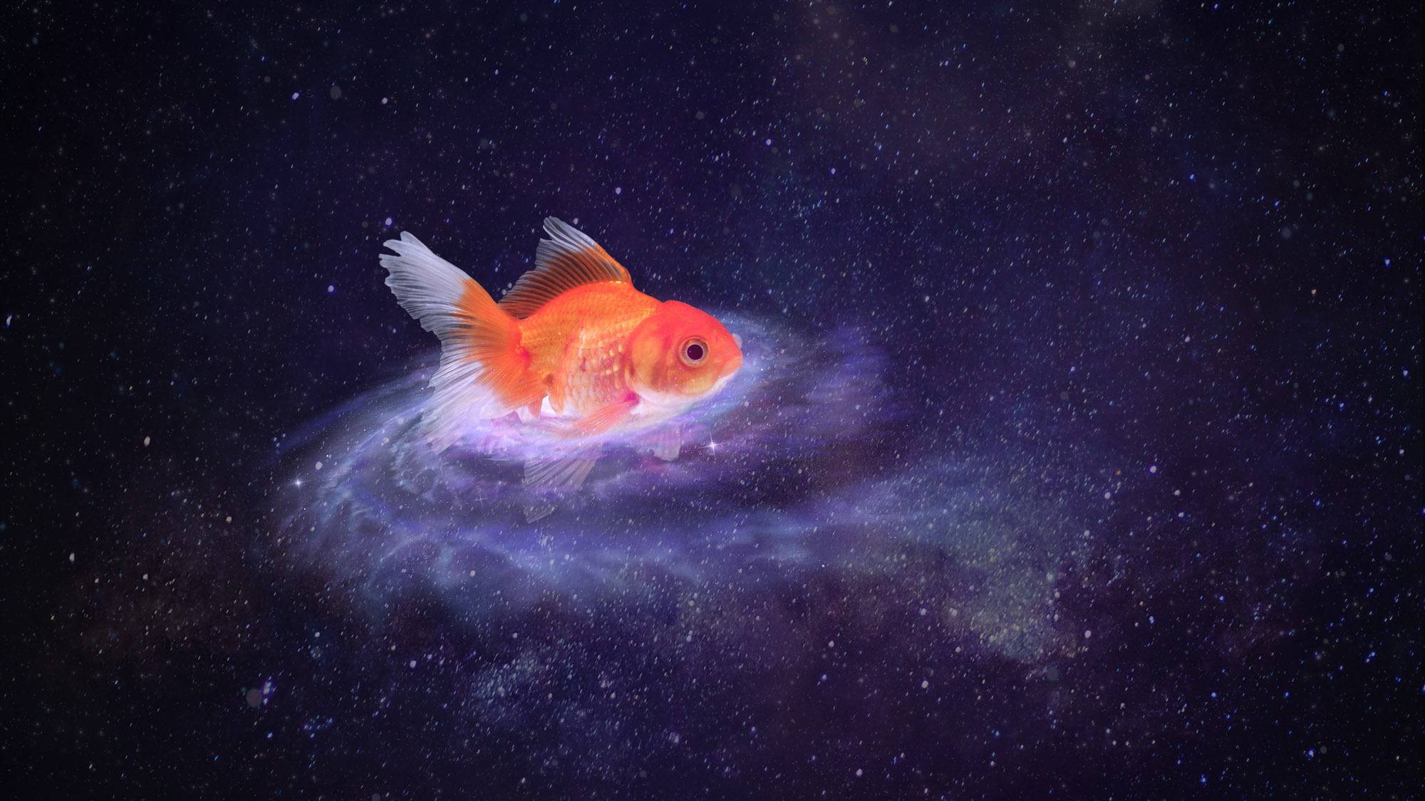 Astronaut Goldfish