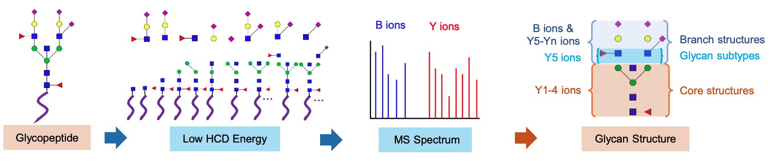Schematic Diagram For Glycan Glycosylation Schematic. (a) Di