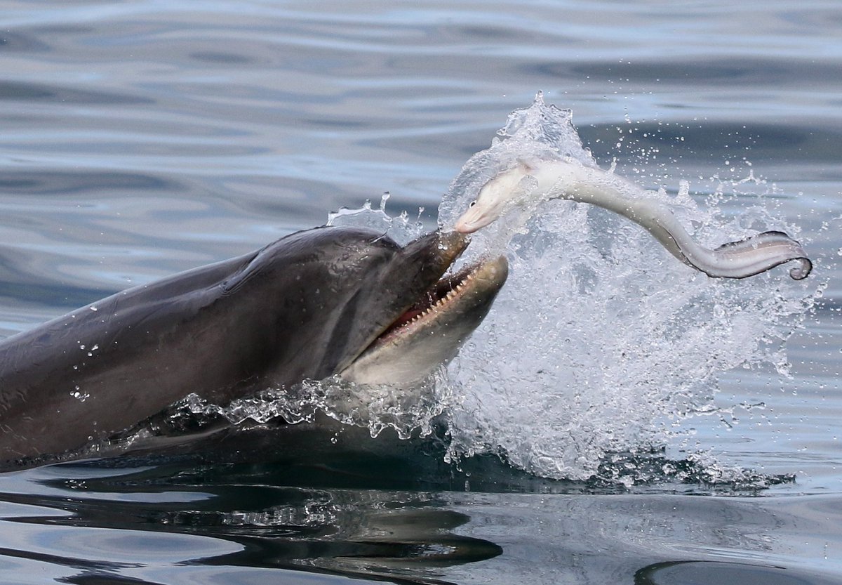 Bottlenose Dolphins Eating Fish