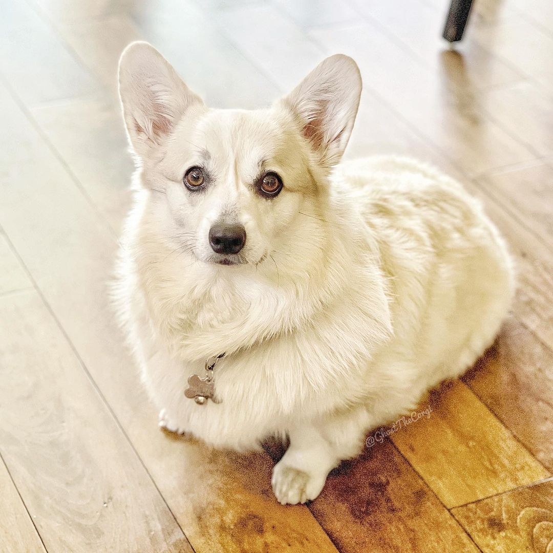 Albino Corgi