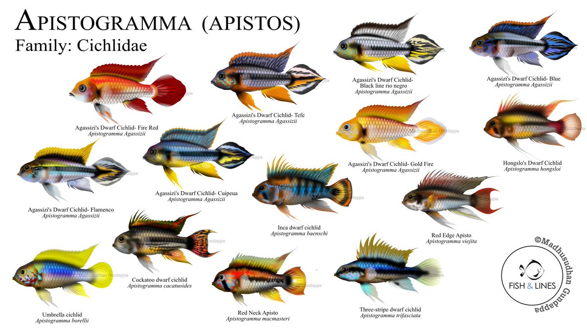 South American Dwarf Cichlids