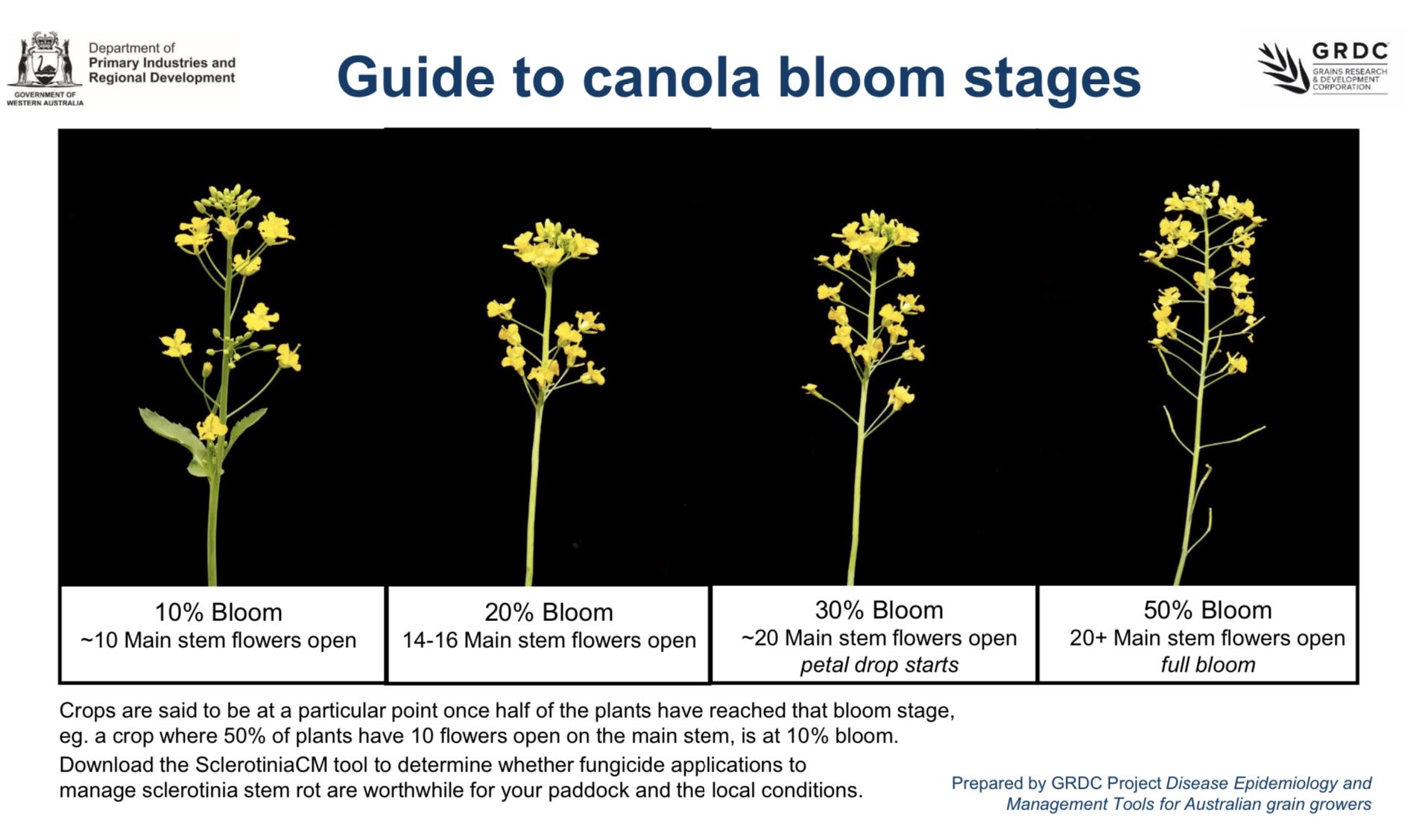 Canola Plant Stages