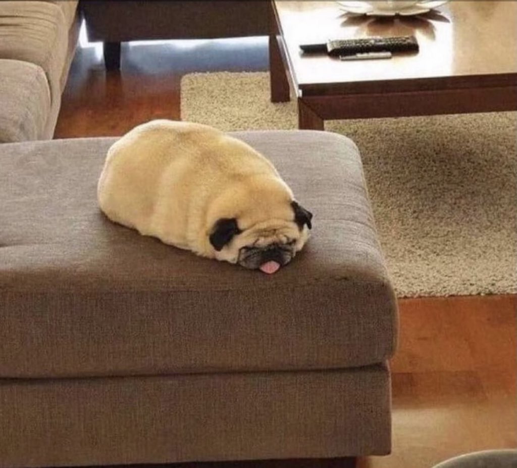 Pug Looks Like Bread