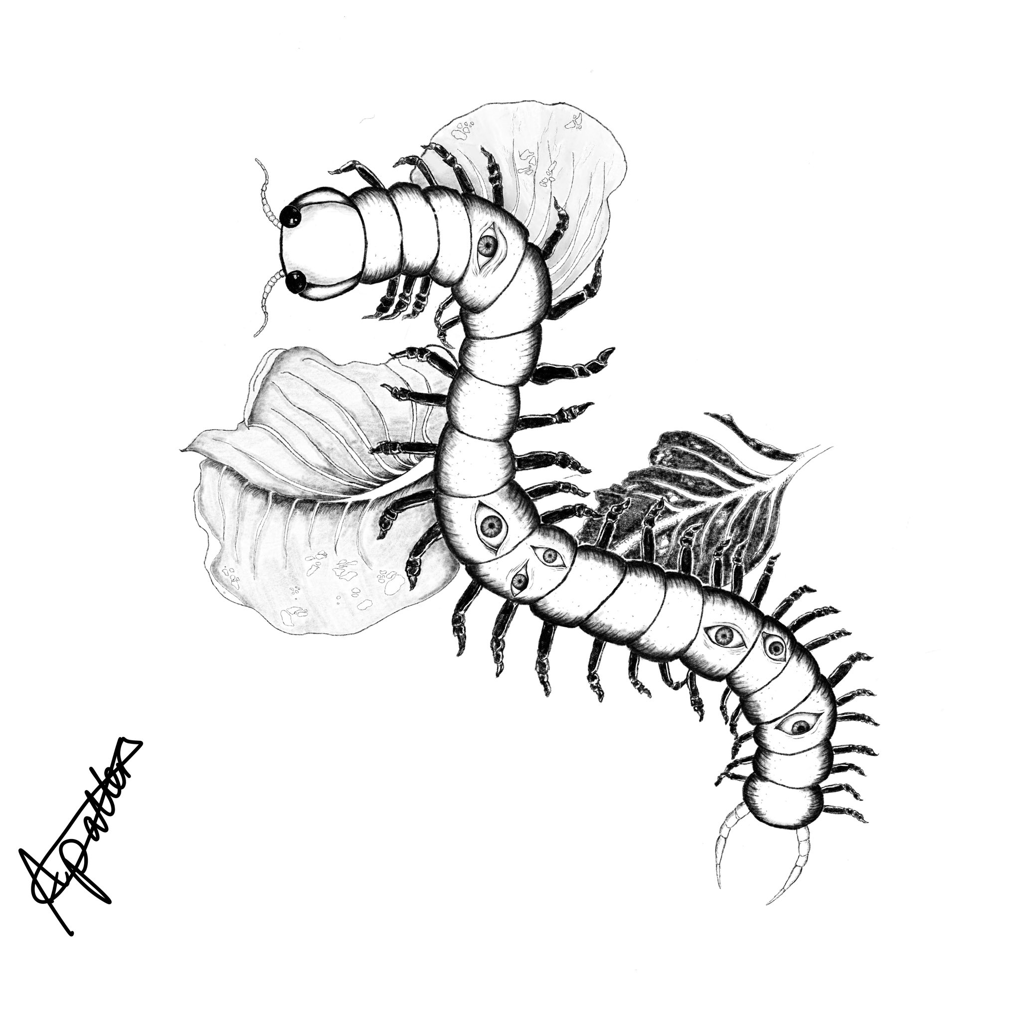 Centipede Drawing