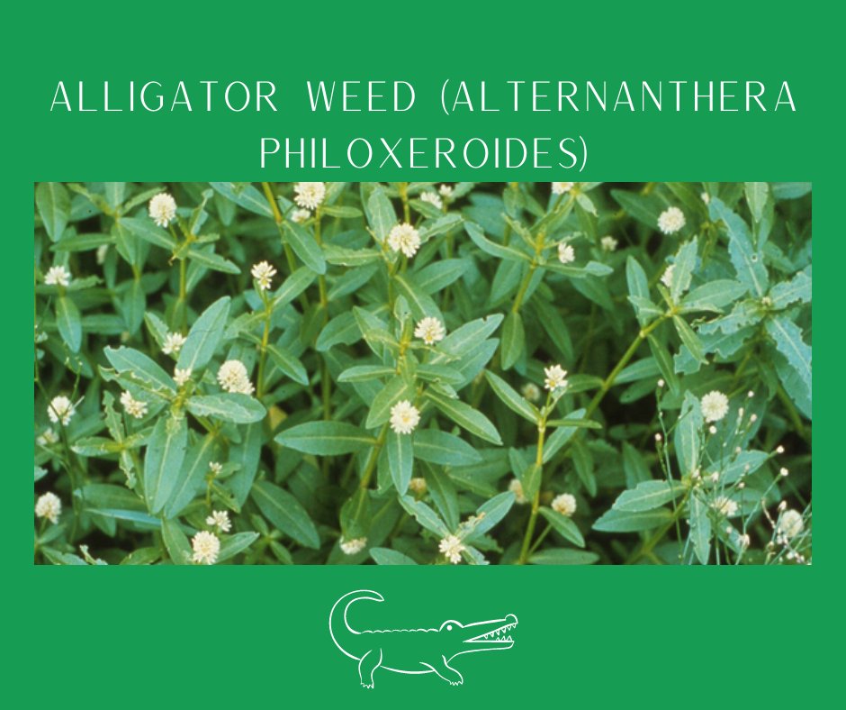 Alligator Weed Invasive Species