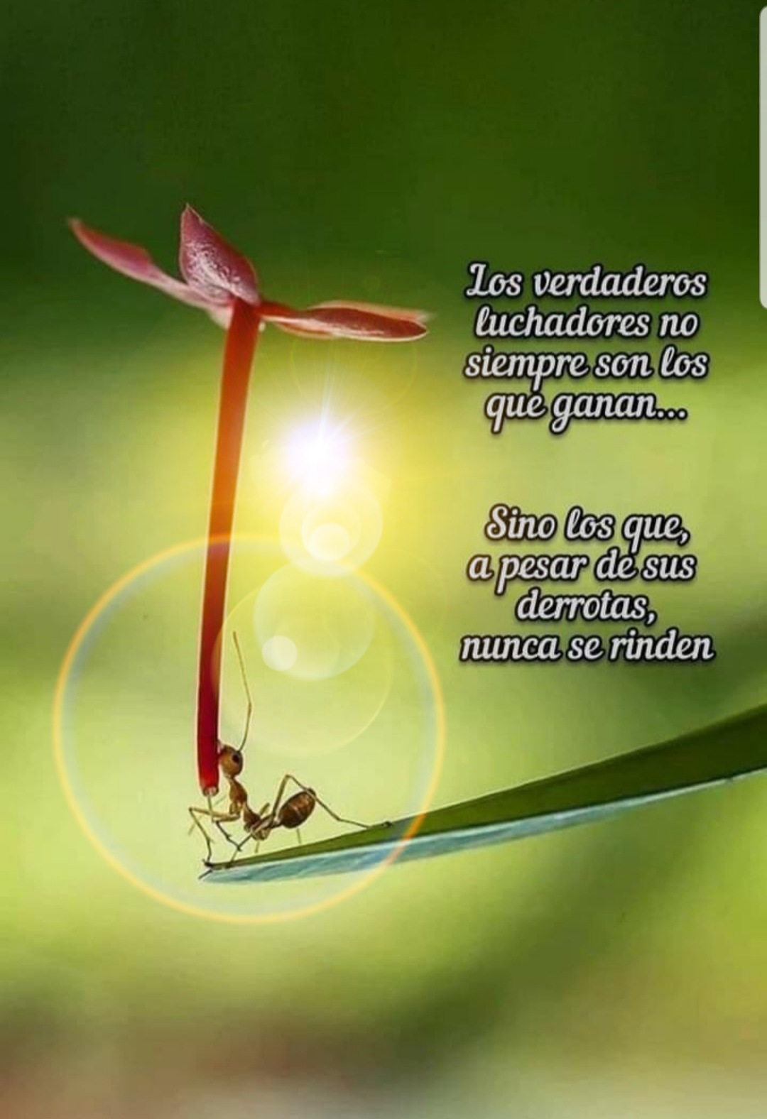 Puro Pa Delante Quotes