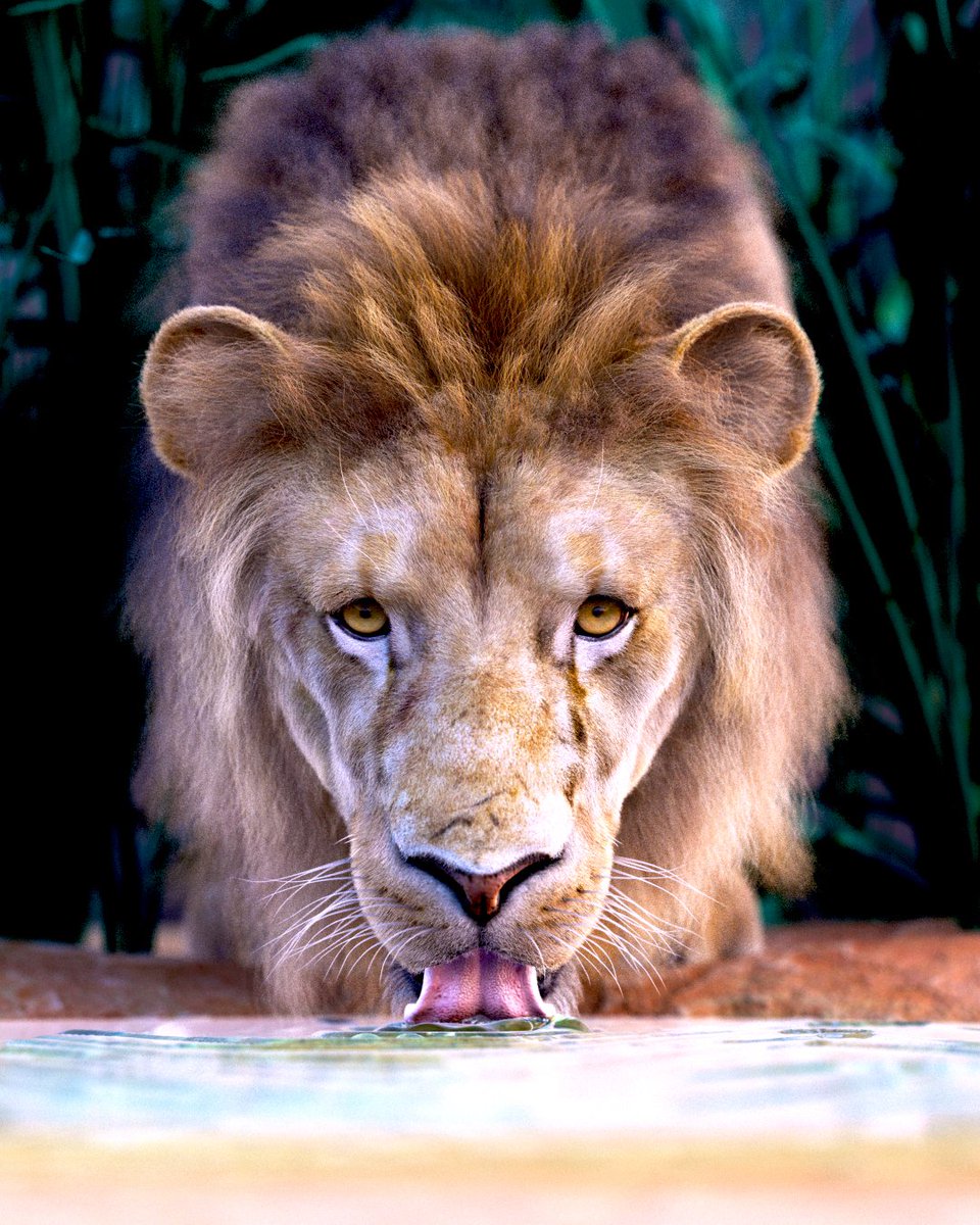 How purr-fect is this lion render? 🦁 Created by @massimorighi with the ...