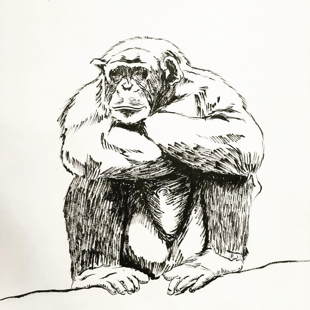 Monkey Pencil Drawing