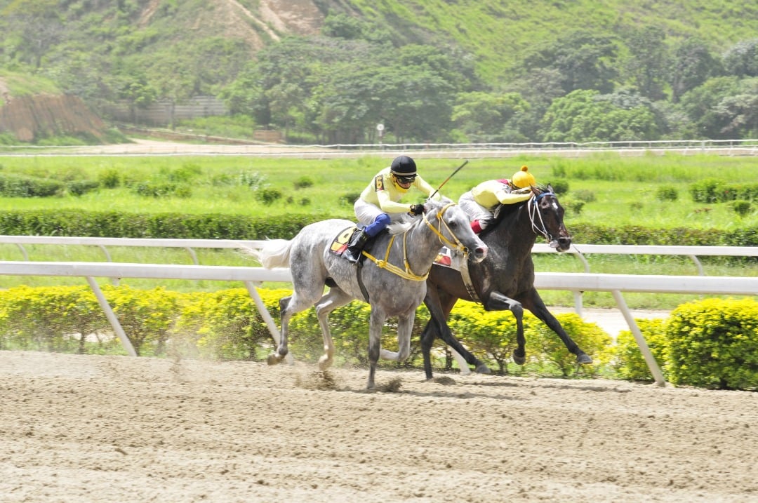 El hipismo regresa este domingo con 12 carreras (+programa oficial ...