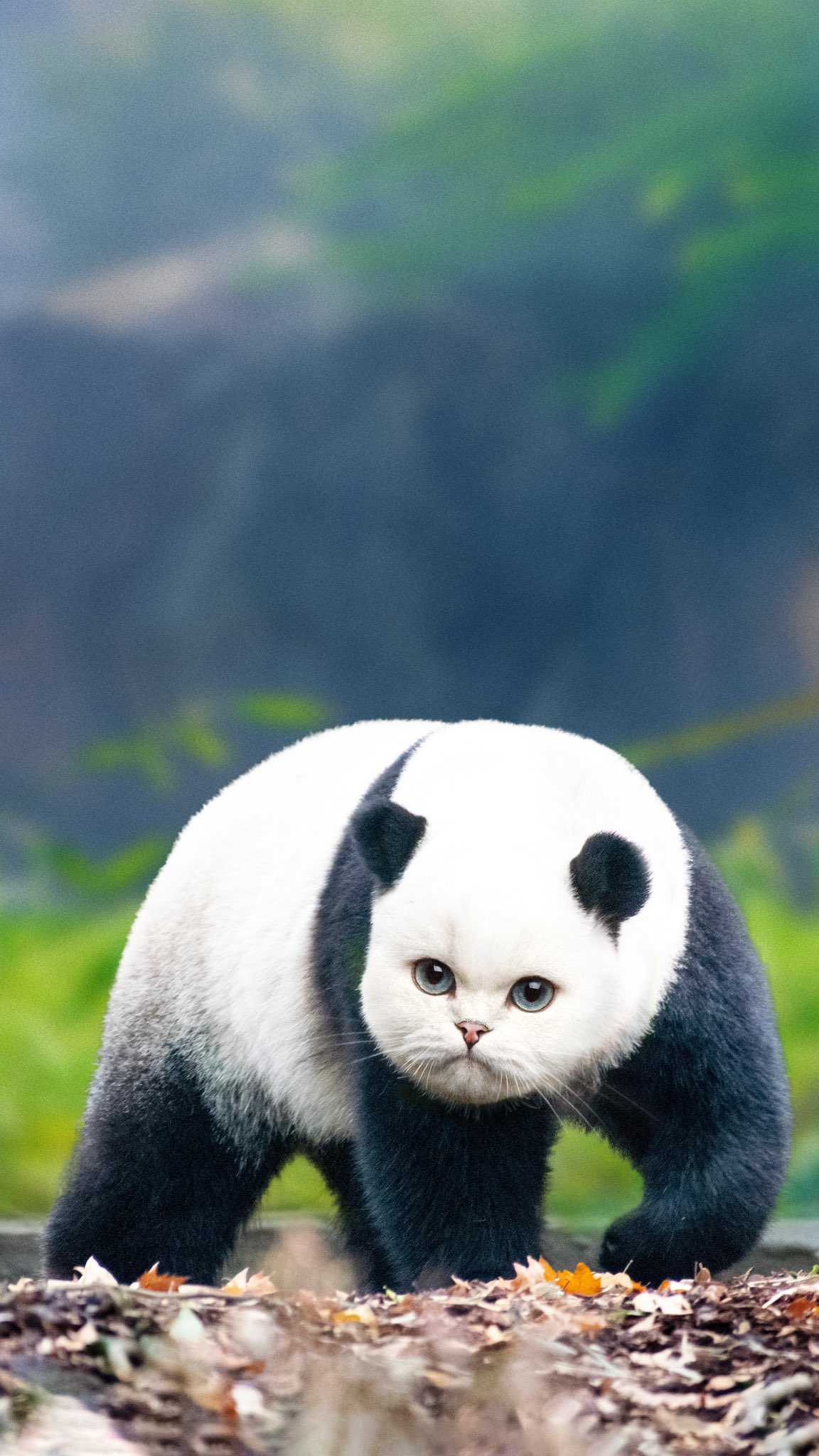 Panda Cat