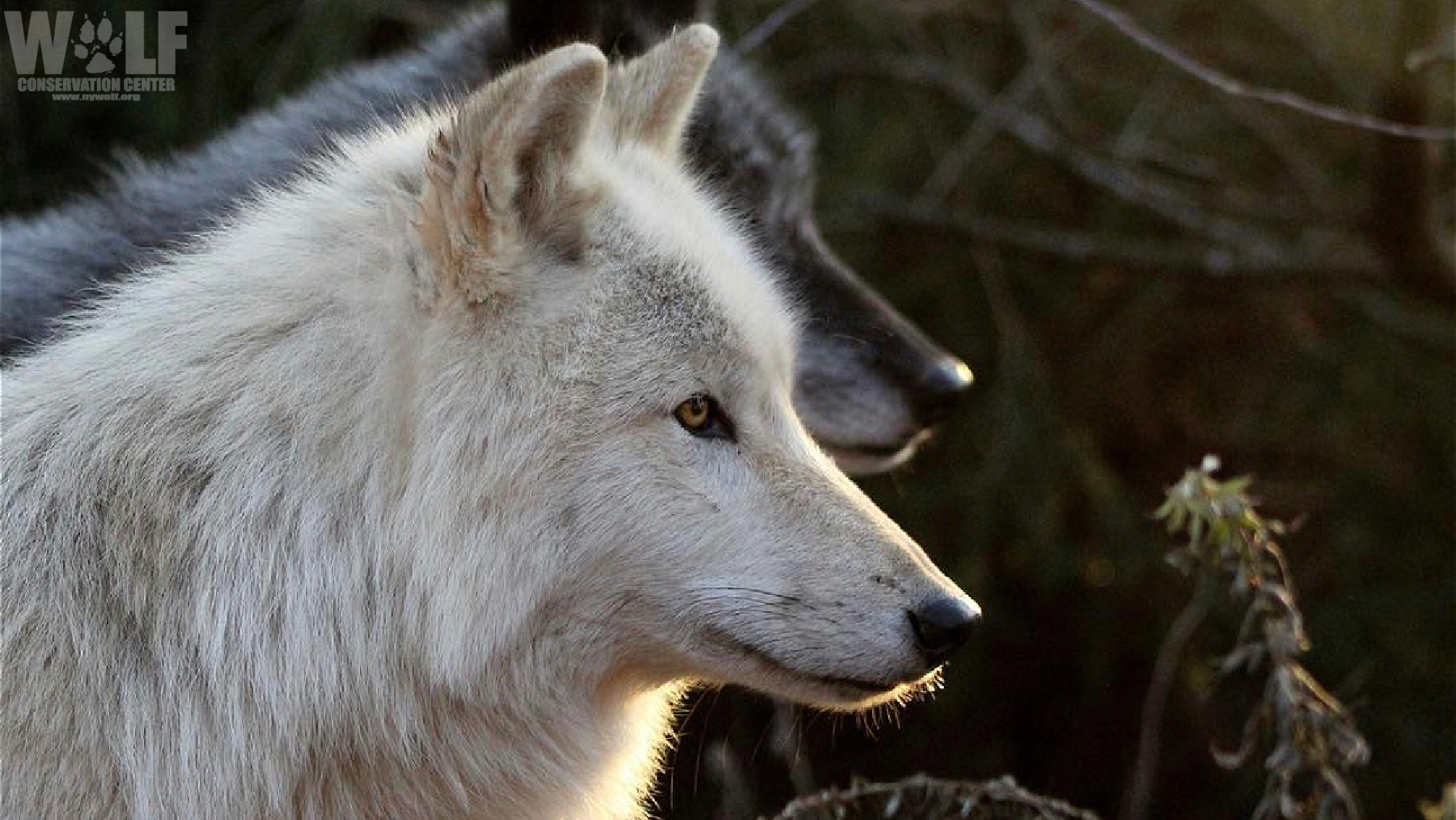 Dark Brown Female Wolf