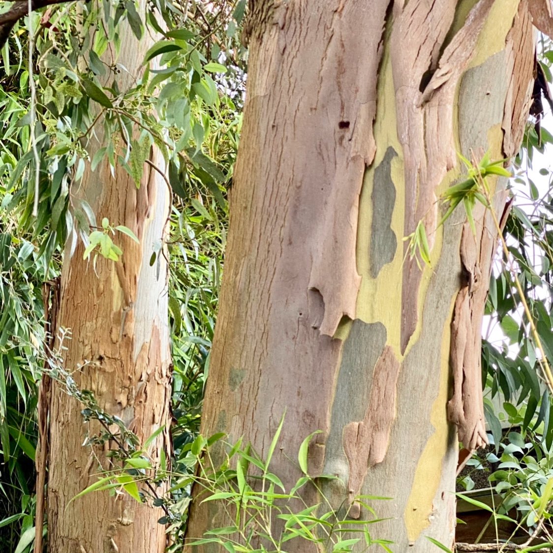 Eucalyptus Tree Bark