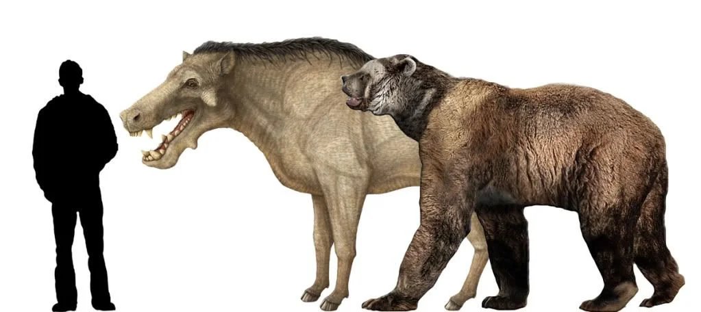 Short Faced Bear Size Comparison Arctodus Short Faced Bear Size