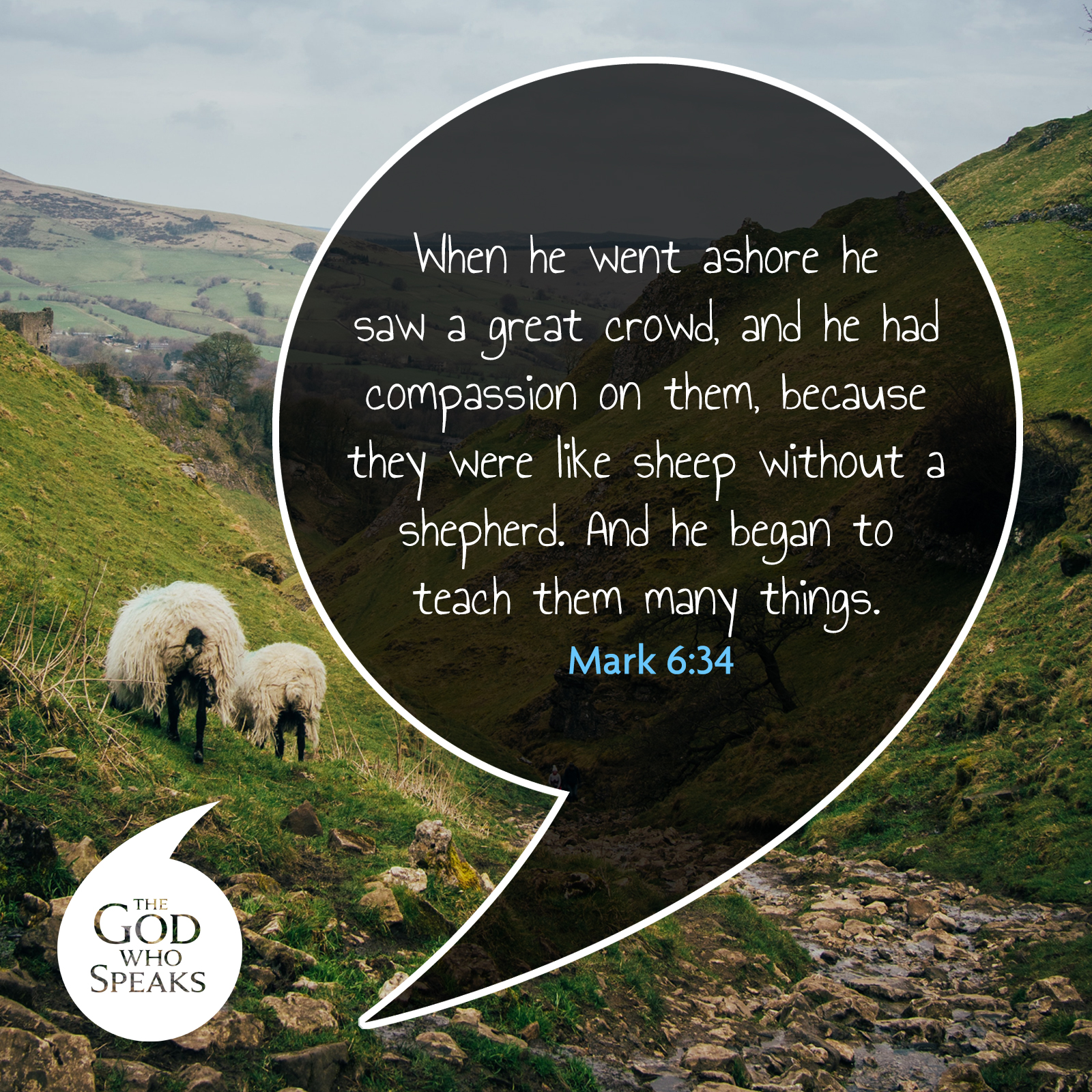 What Are Sheep Like Without A Shepherd