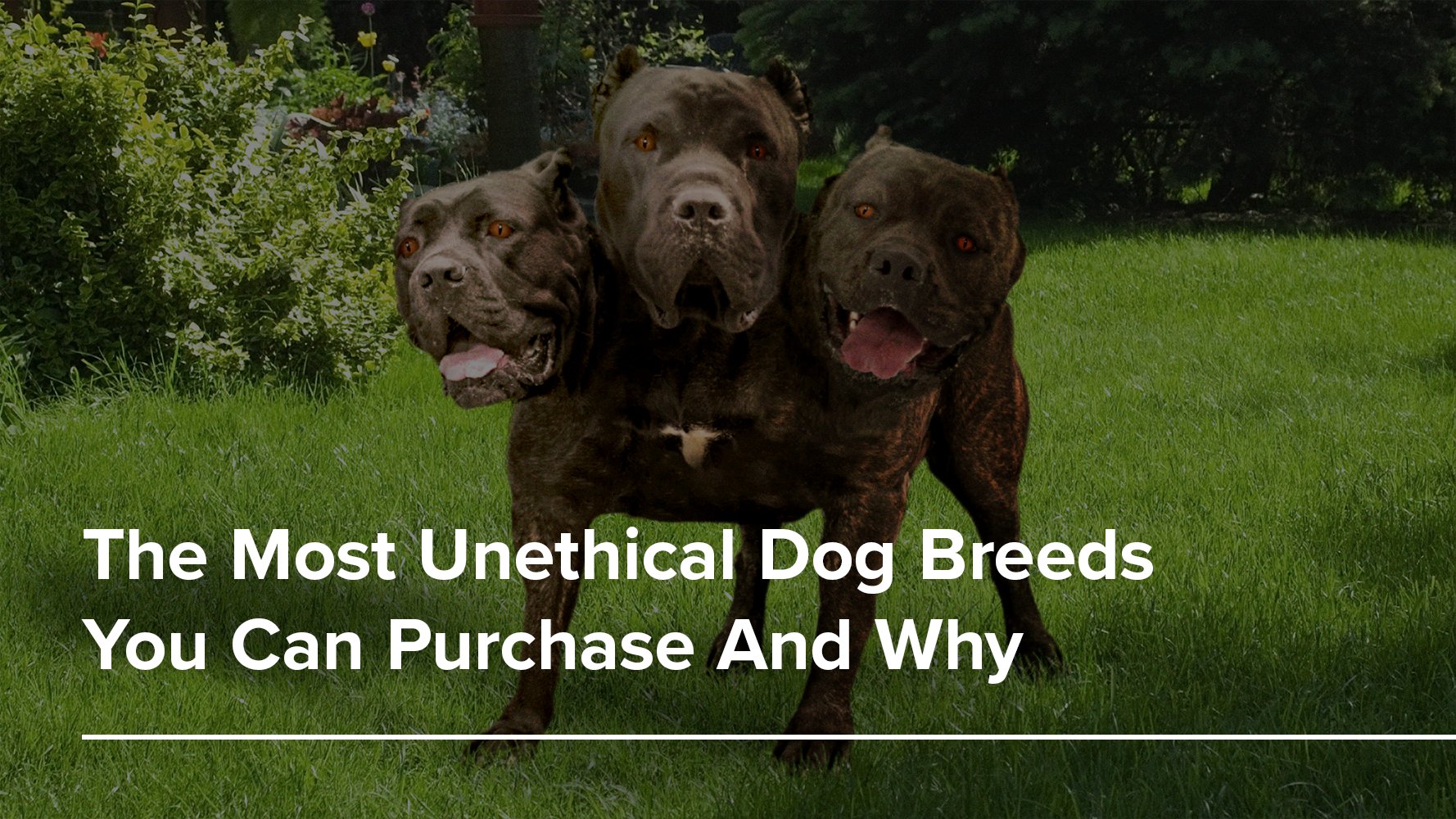 Genetically Mutated Dog