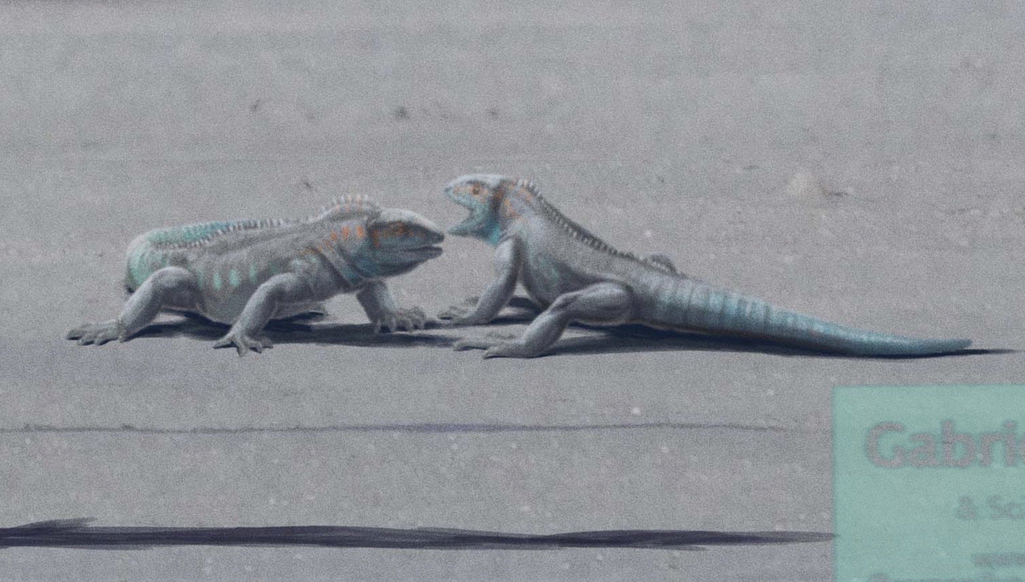 Reptilia Lepidosaurs