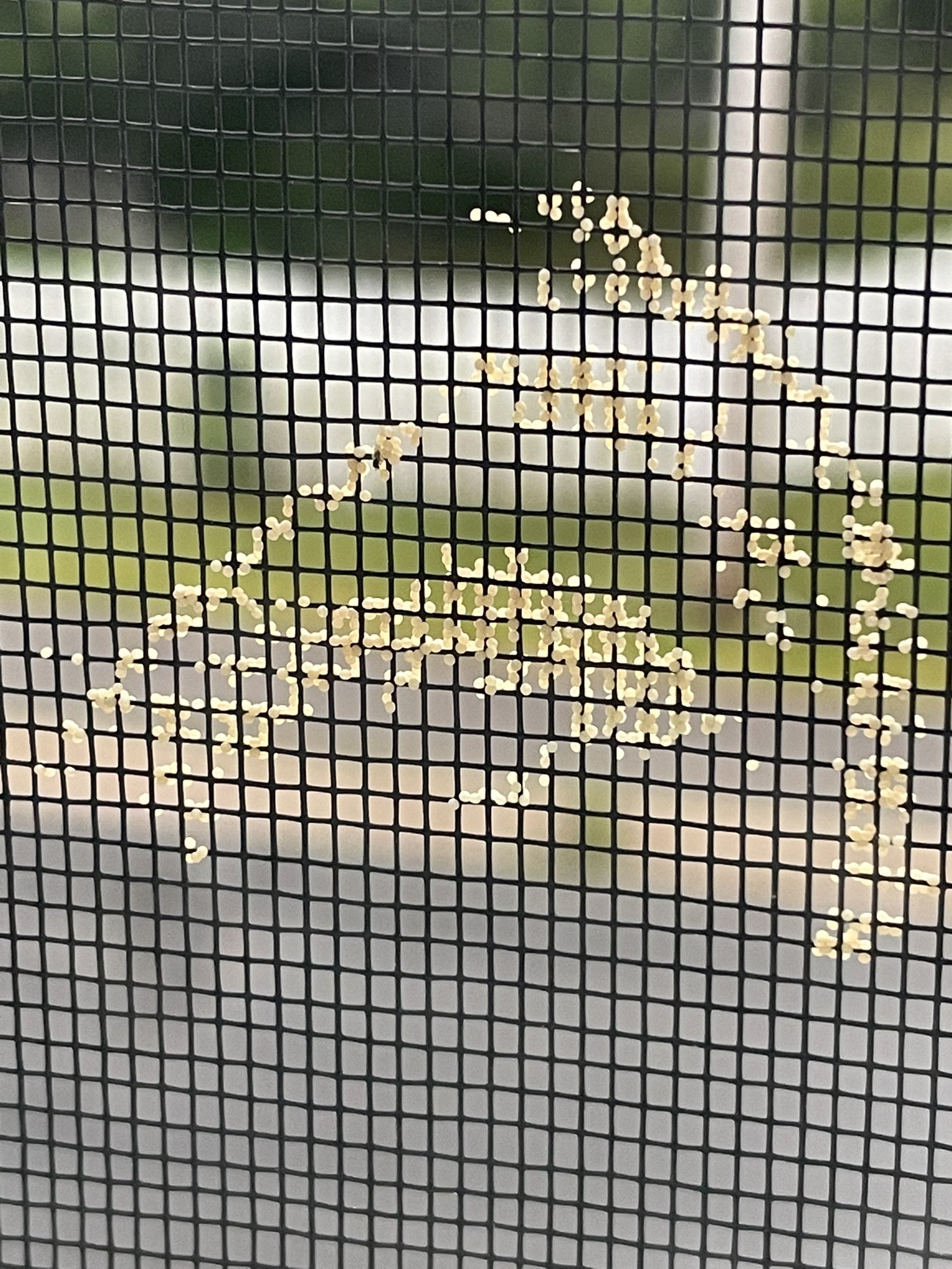 Insect Eggs On Window