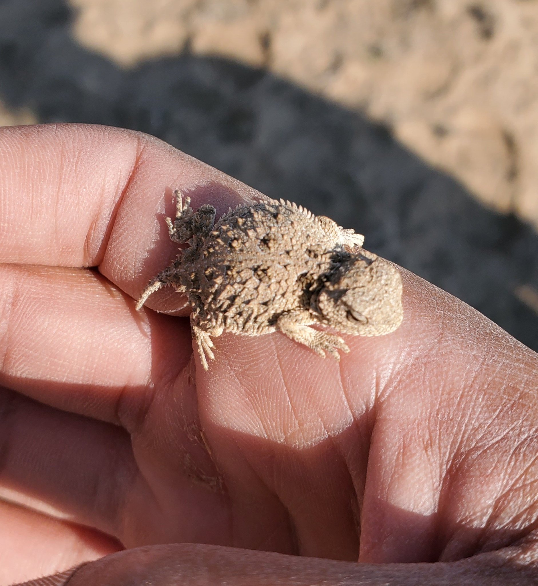 Baby Desert Horned Lizard
