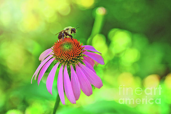 Visual Center Of Interest Photography