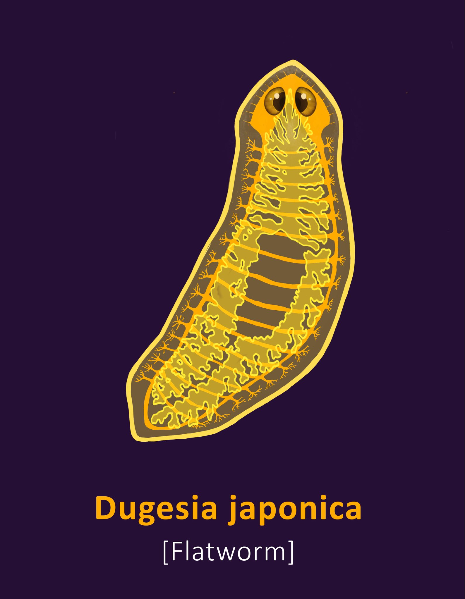 Dugesia Diagram