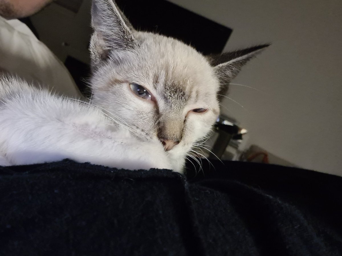 nyumm (@lynxxweb) | Twitter