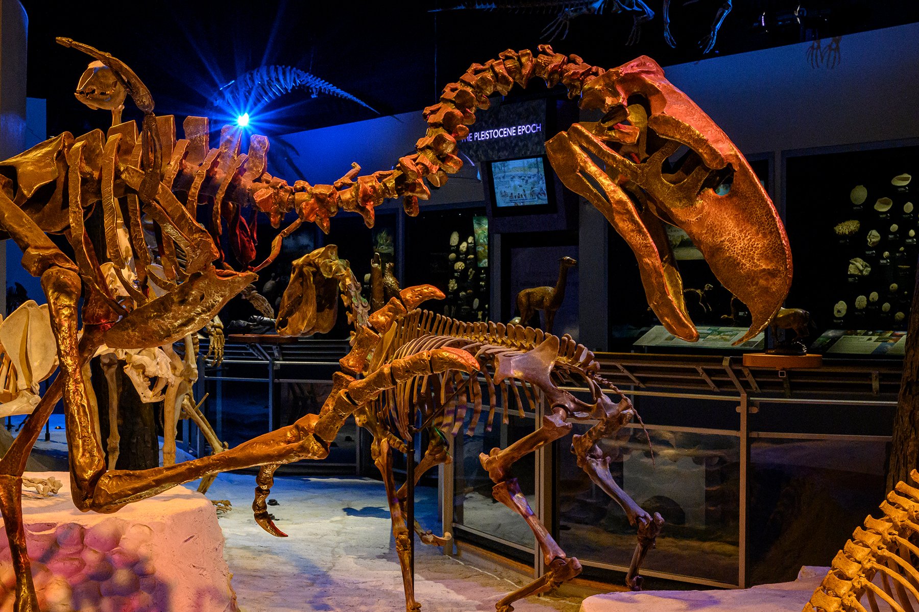 Titanis Walleri Skeleton