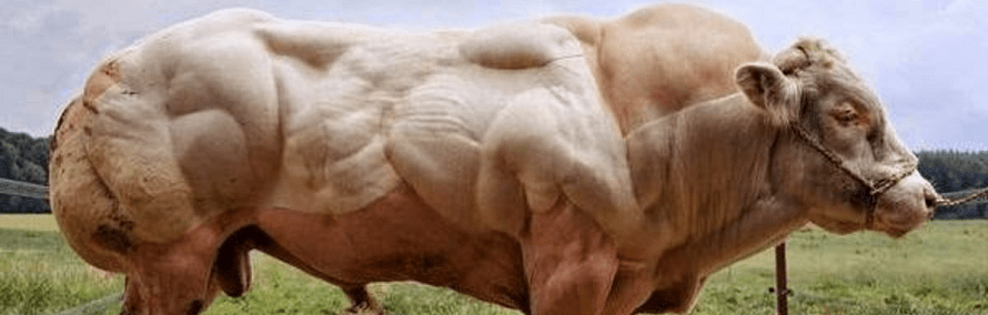 Myostatin Pitbull