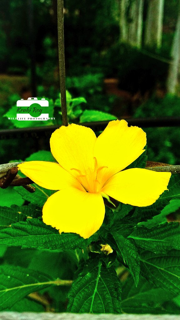 Kruki Roy (@DjKruki) | Twitter