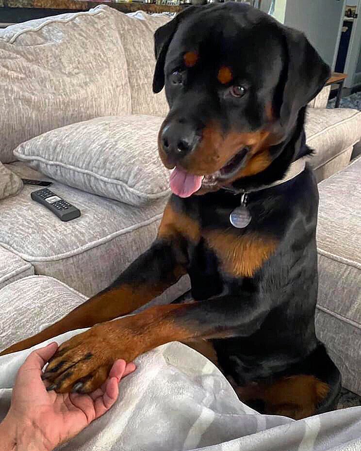 Rottweiler Puppies 6 Months